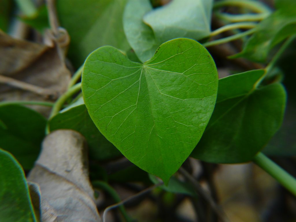 Guduchi -- Benefits and Medicinal Uses — Ayureveryday.