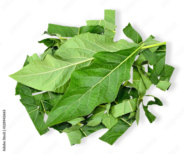 Vasa -- Medicinal Uses and benefits — Ayureveryday.